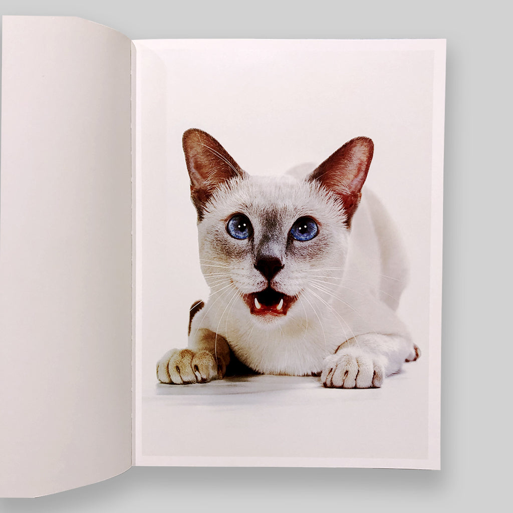 Walter Chandoha: The Cat Photographer – Zontiga