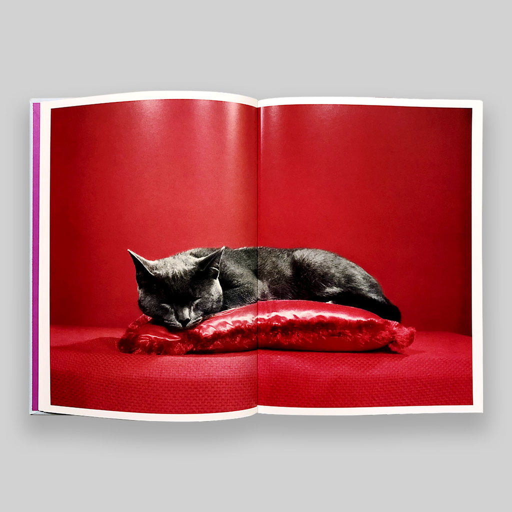 Walter Chandoha: The Cat Photographer – Zontiga